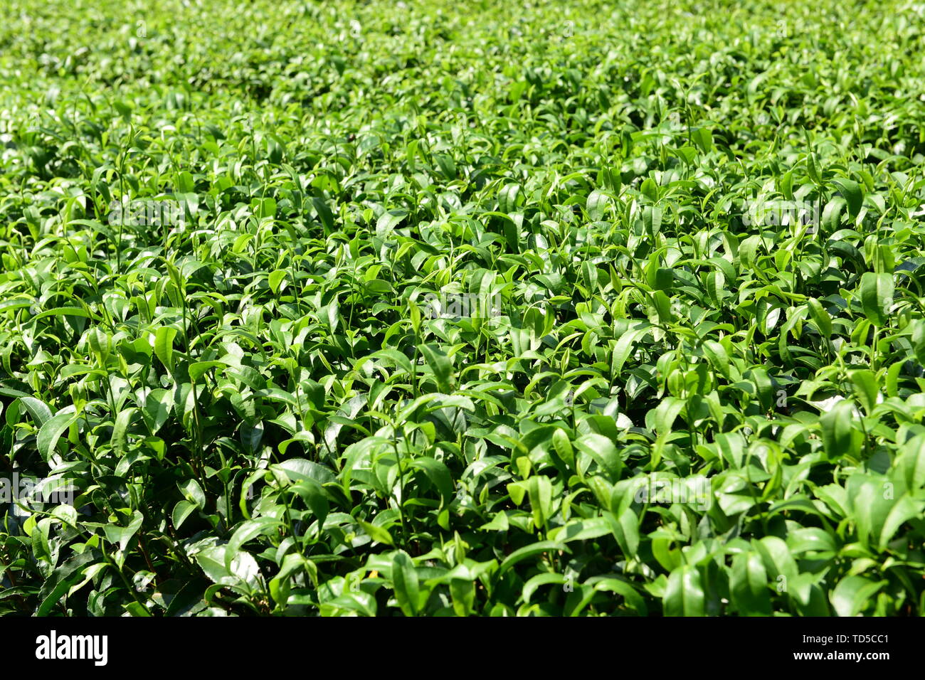 Tea garden scenery Stock Photo - Alamy