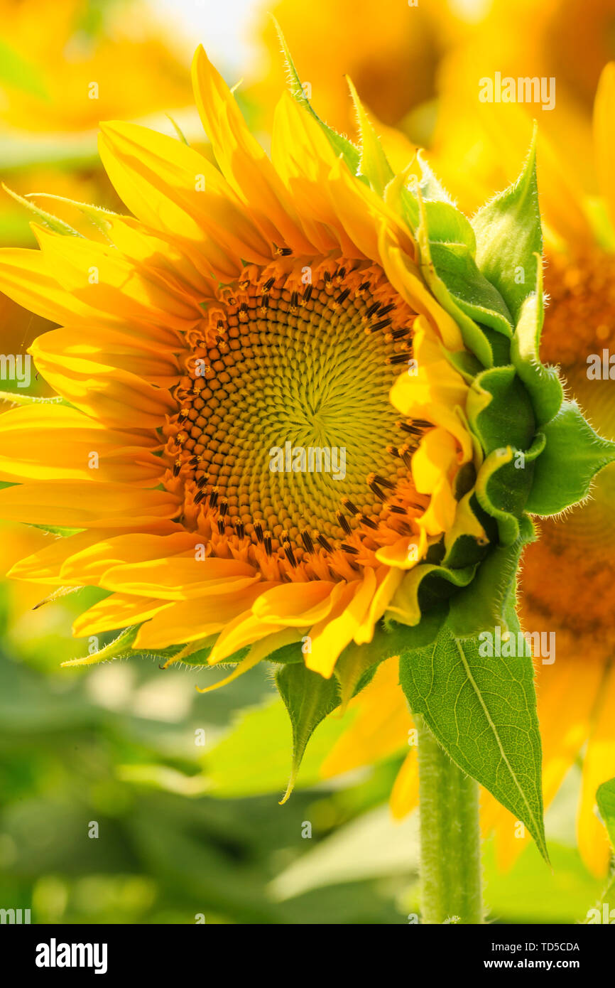 The sunflowers in full bloom Stock Photo - Alamy