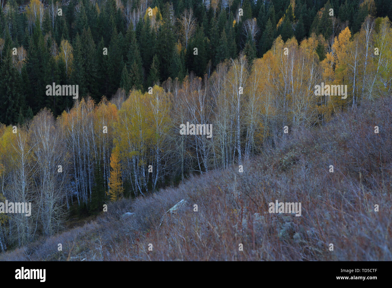 Autumn color of grasses Stock Photo - Alamy