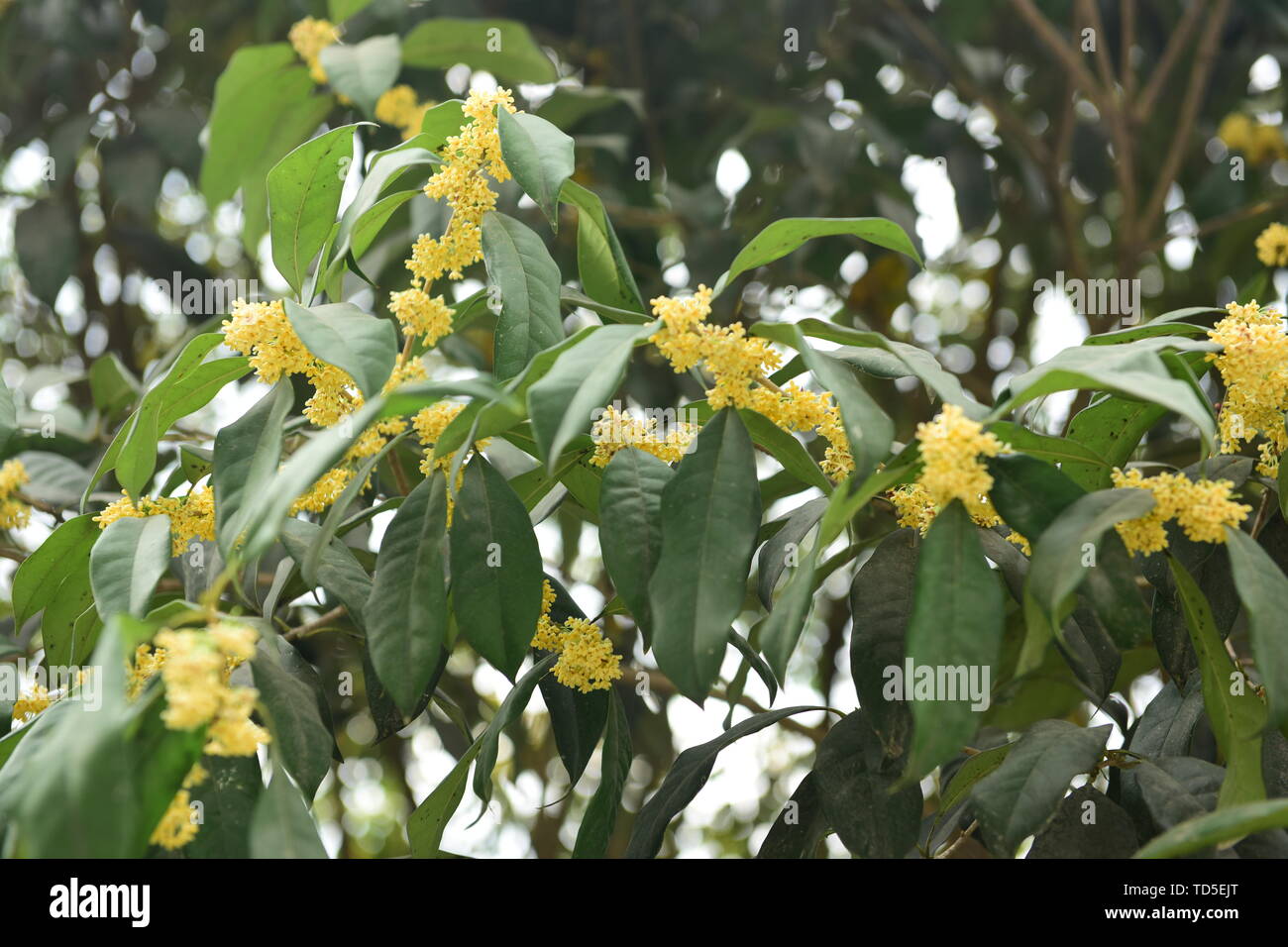 Silver osmanthus hi-res stock photography and images - Alamy
