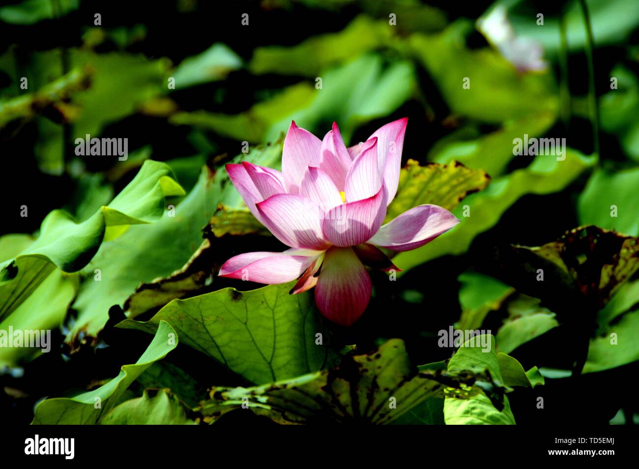 Pond, lotus, flower, plant, leaf, aquatic plant, bloom, garden, nature ...