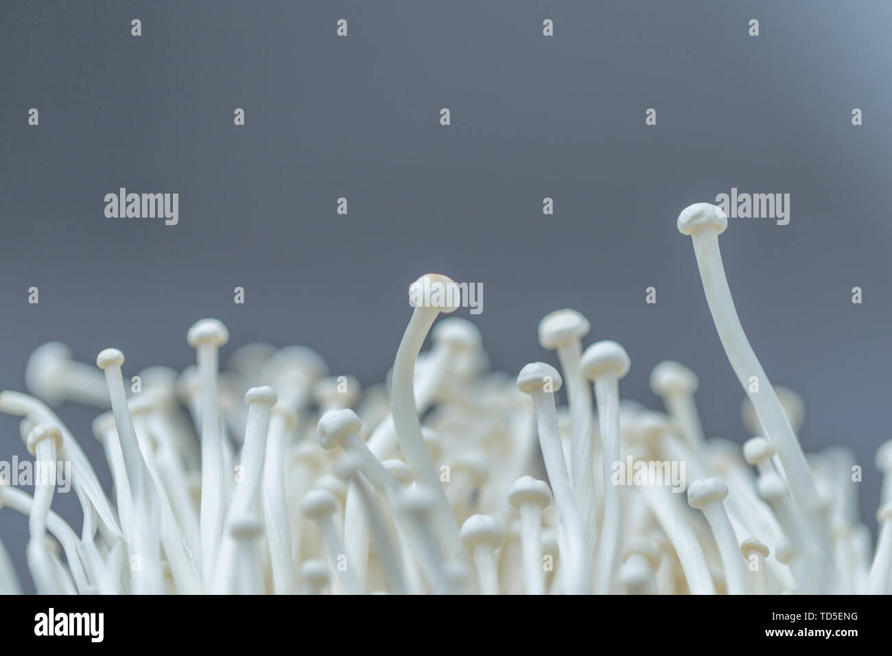 Golden needle mushroom dishes hi-res stock photography and images - Alamy