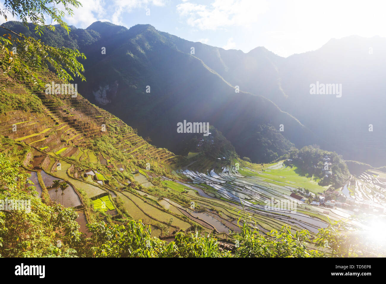 Beautiful Green Rice terraces in the Philippines. Rice cultivation in ...