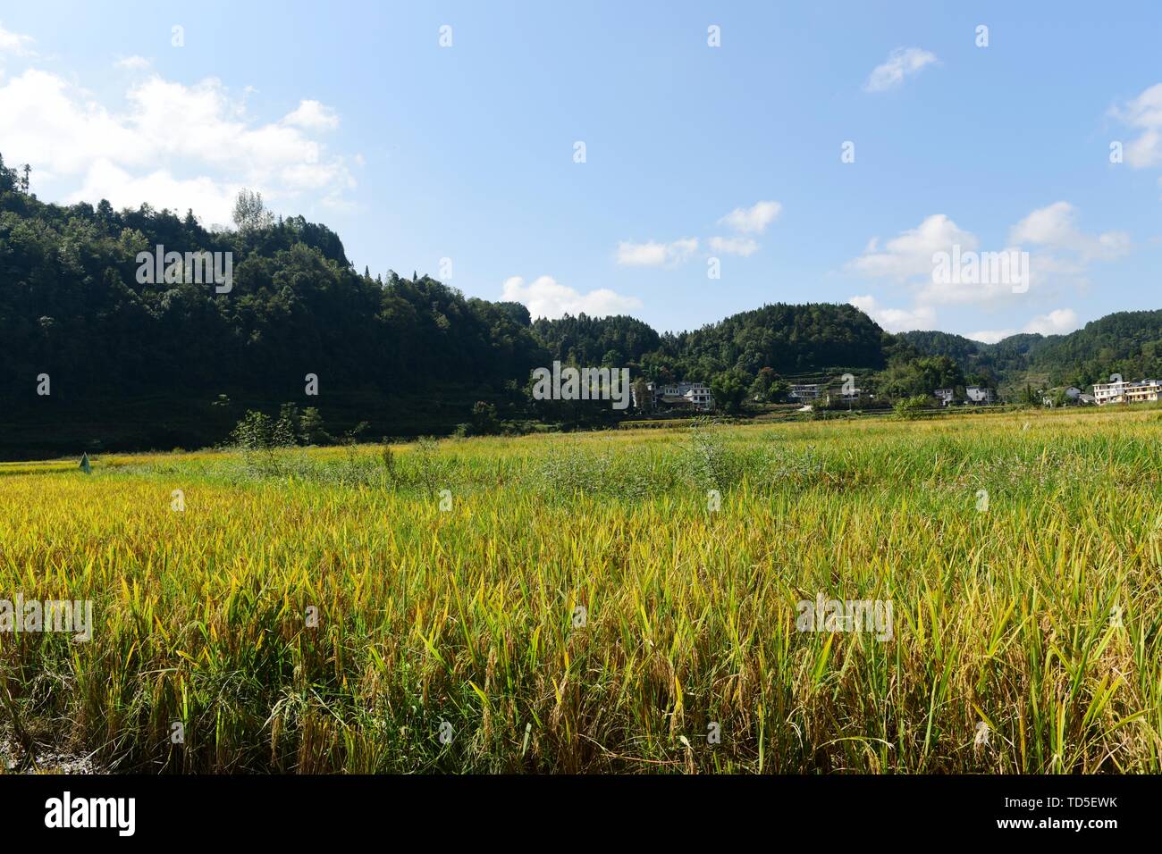 High definition rice hi-res stock photography and images - Alamy