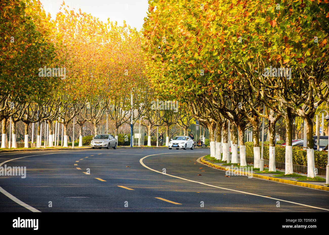 Shanghai park bamboo hi-res stock photography and images - Alamy
