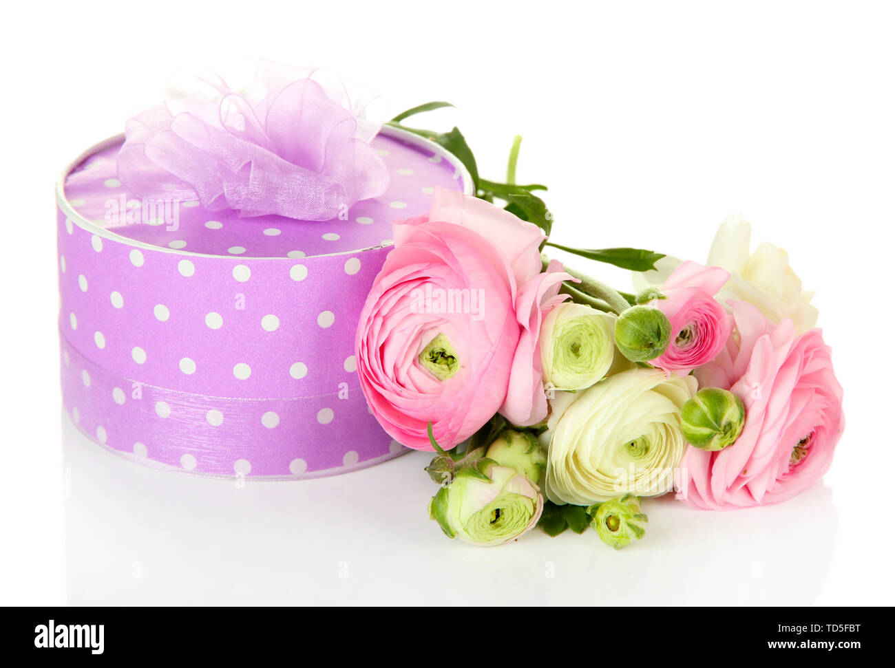 Closeup purple persian buttercup flower hi-res stock photography and ...