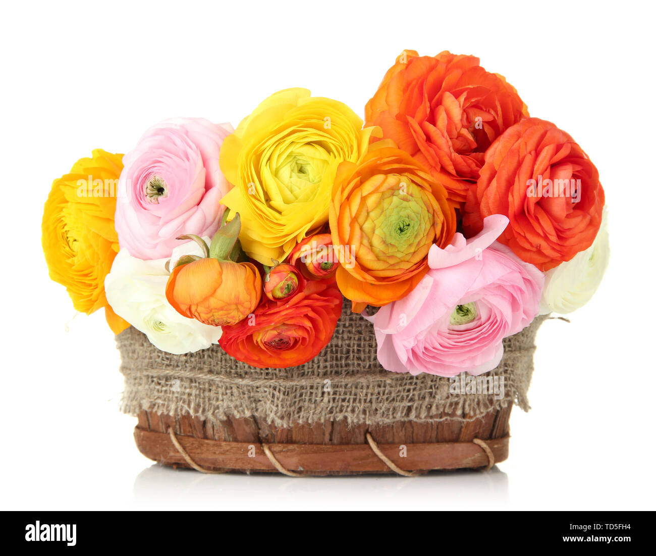 Ranunculus flowers in pink Cut Out Stock Images & Pictures - Alamy