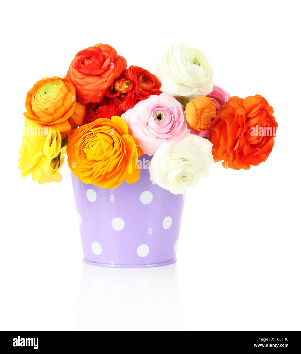 Closeup purple persian buttercup flower hi-res stock photography and ...