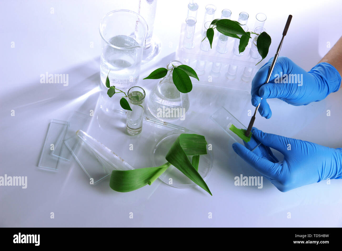 Test tubes with plant on light background Stock Photo - Alamy