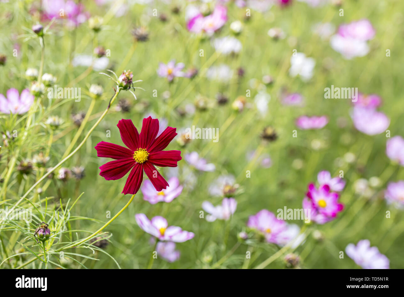 Field cosmos flower hi-res stock photography and images - Alamy