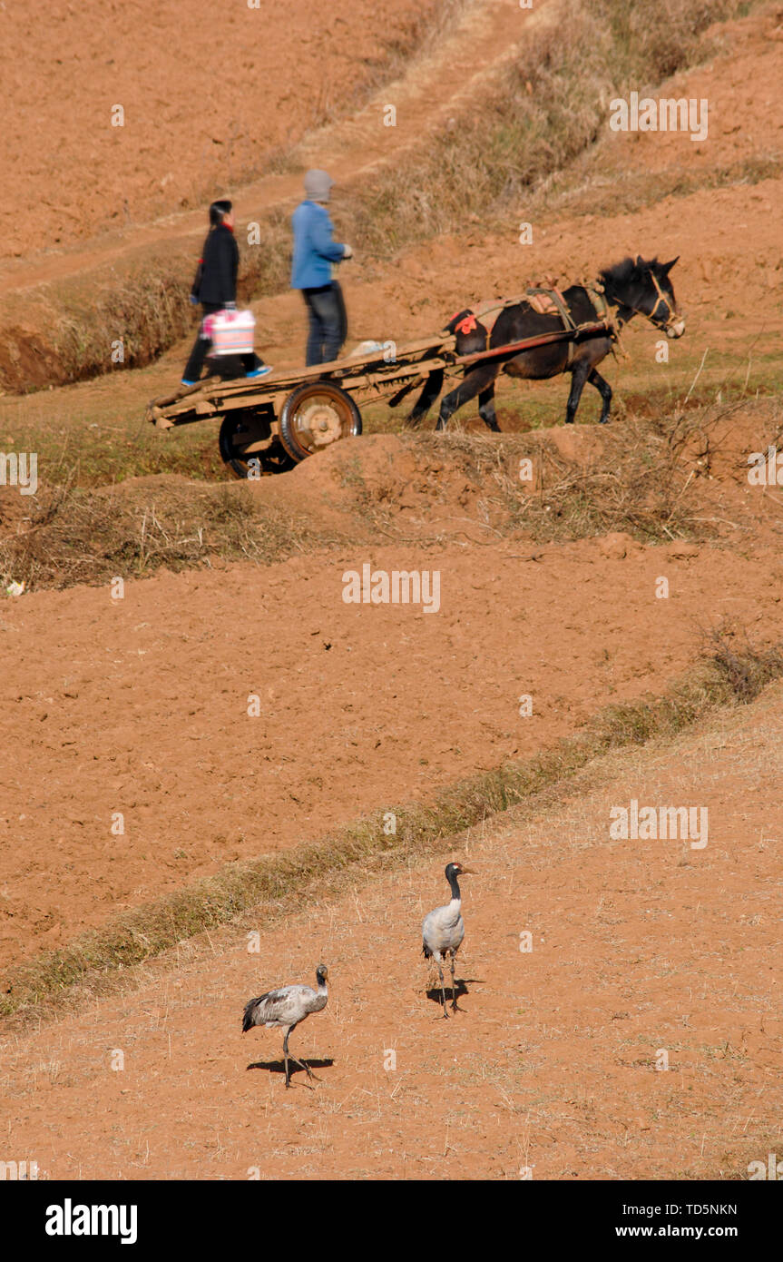 Birds such as black-necked cranes in Dashanbao, Zhaotong, Yunnan ...