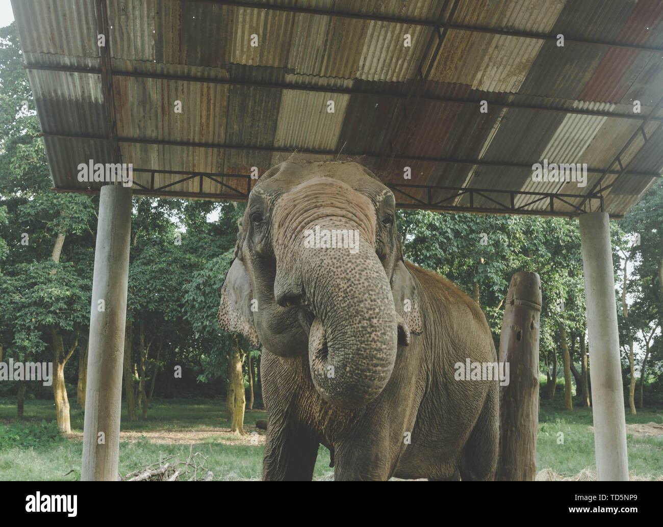 Nature icons with mammals, no human wildlife, zoo, big tree trunks ...