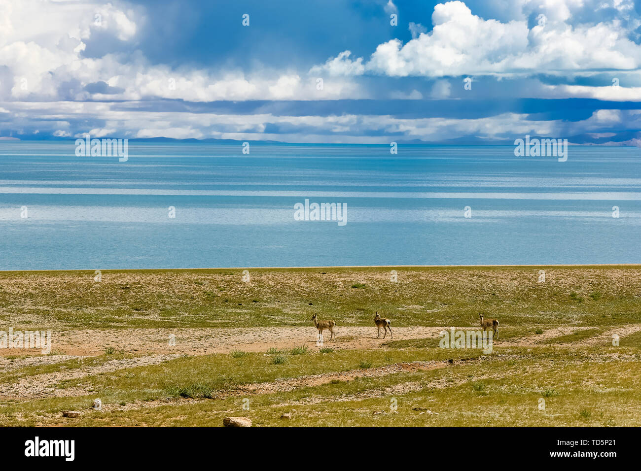 Blue sky, white clouds, Tibetan antelope scenery of Ali Xilincao Lake ...