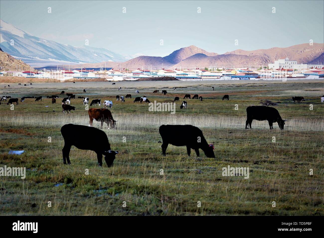 Grazing Dry Meadows And Beautiful Scenery High Resolution Stock ...