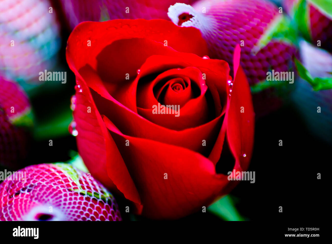 Red, no roses Stock Photo - Alamy