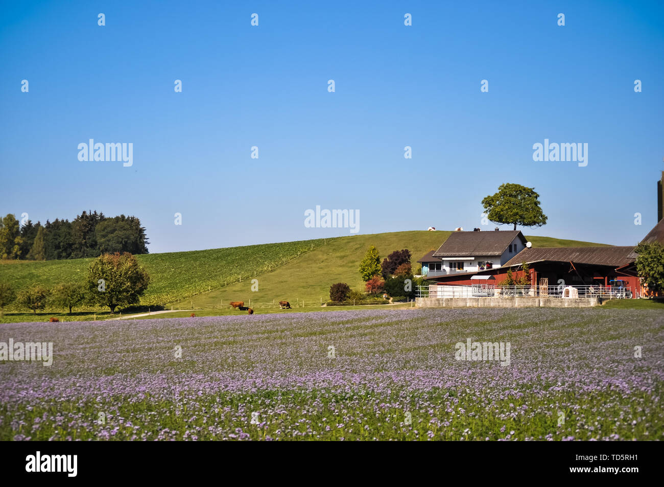 Farm sea of purple flowers Stock Photo - Alamy
