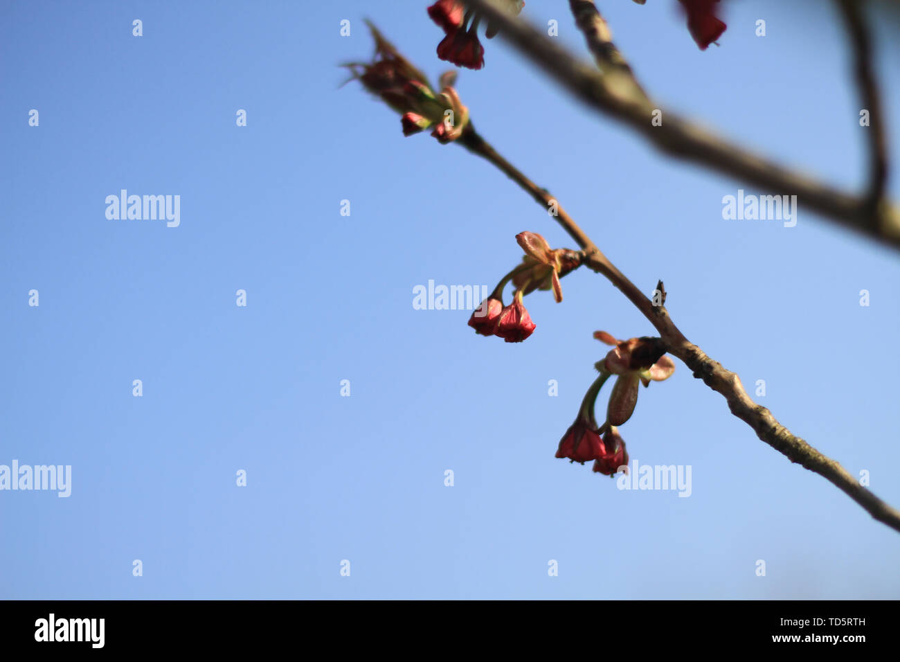 Withered branches hi-res stock photography and images - Alamy