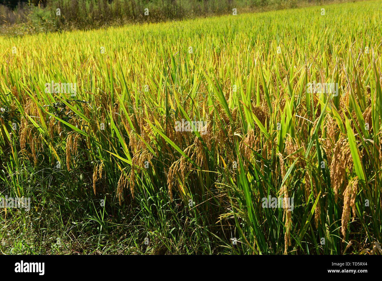 High-definition rice spike Stock Photo - Alamy