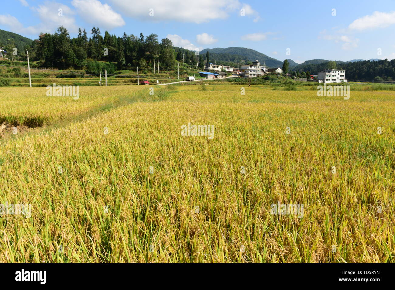Grain planting and pastoral farms hi-res stock photography and images ...