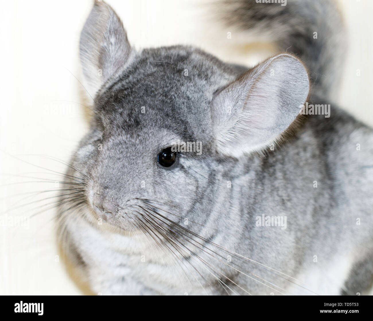 Fluffy young rat hi-res stock photography and images - Alamy