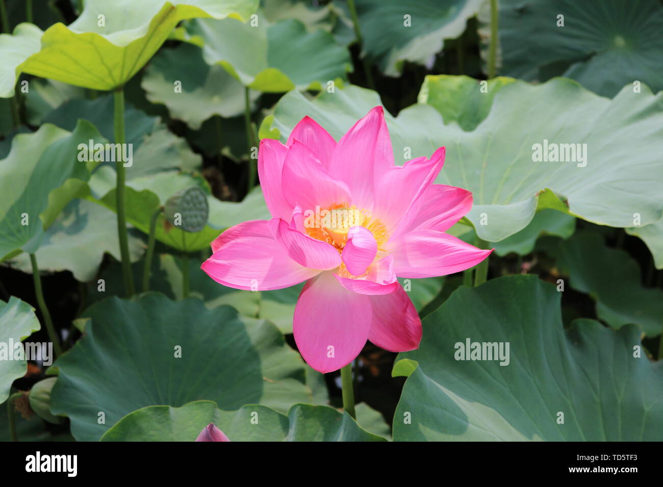 Foreign colors and lotus flowers of plants hi-res stock photography and ...