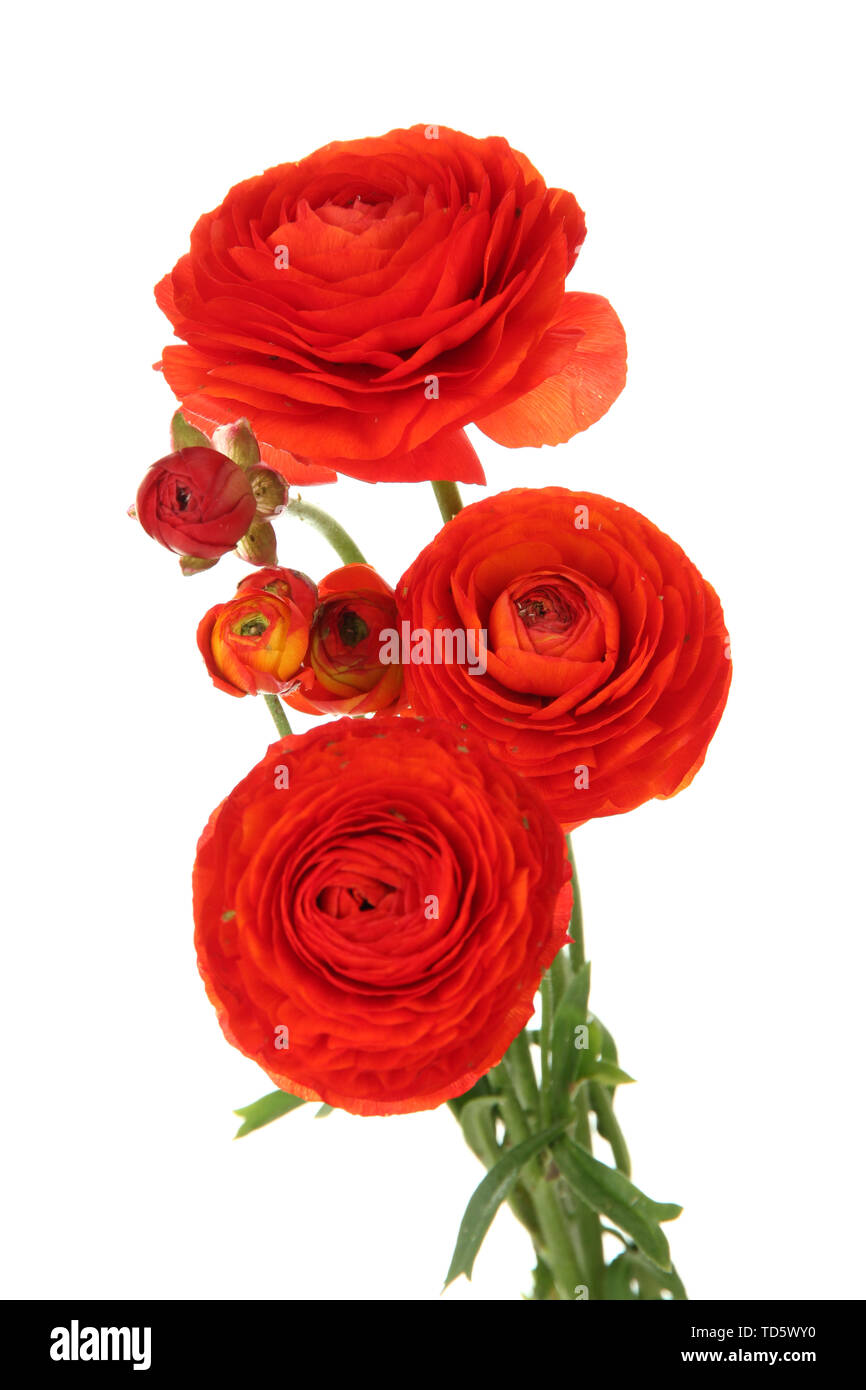 Ranunculus (persian buttercups), isolated on white Stock Photo - Alamy