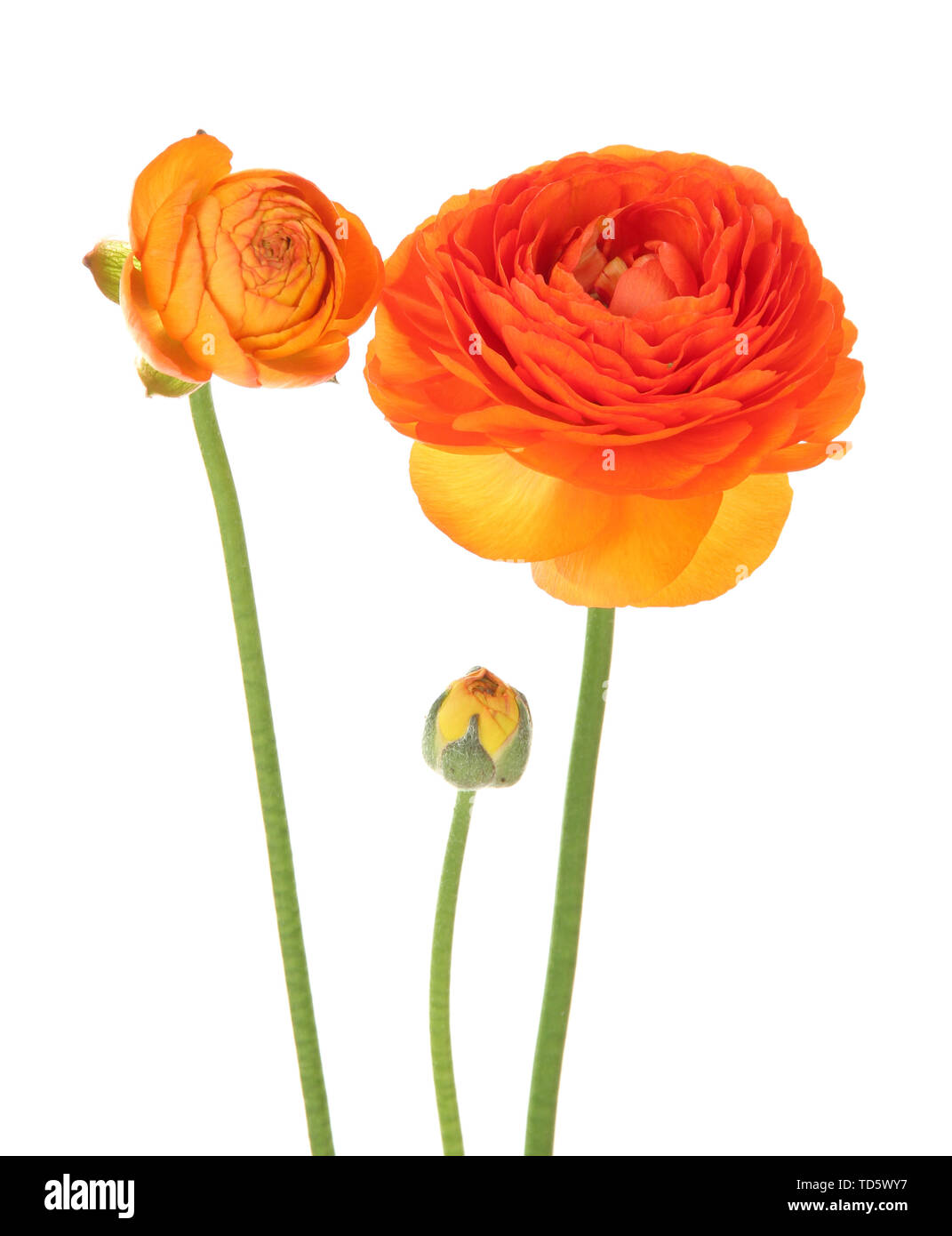 Ranunculus (persian buttercups), isolated on white Stock Photo - Alamy
