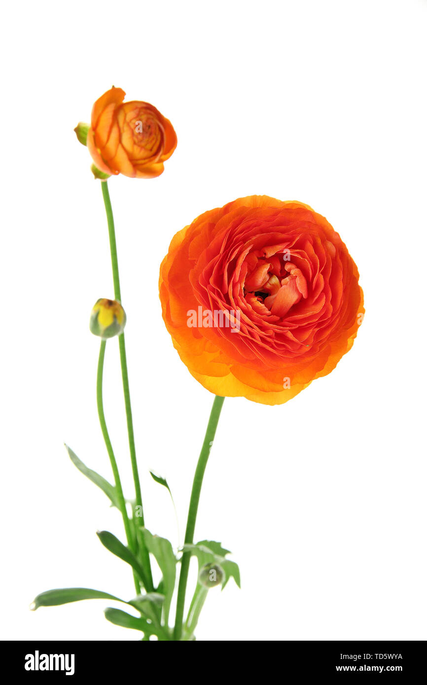 Ranunculus (persian buttercups), isolated on white Stock Photo - Alamy