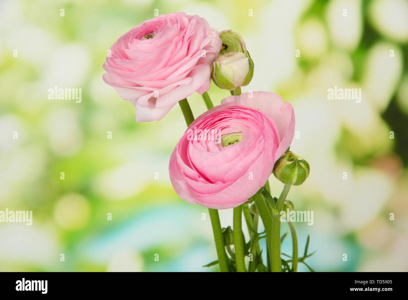 Ranunculus (persian buttercups), on green background Stock Photo - Alamy