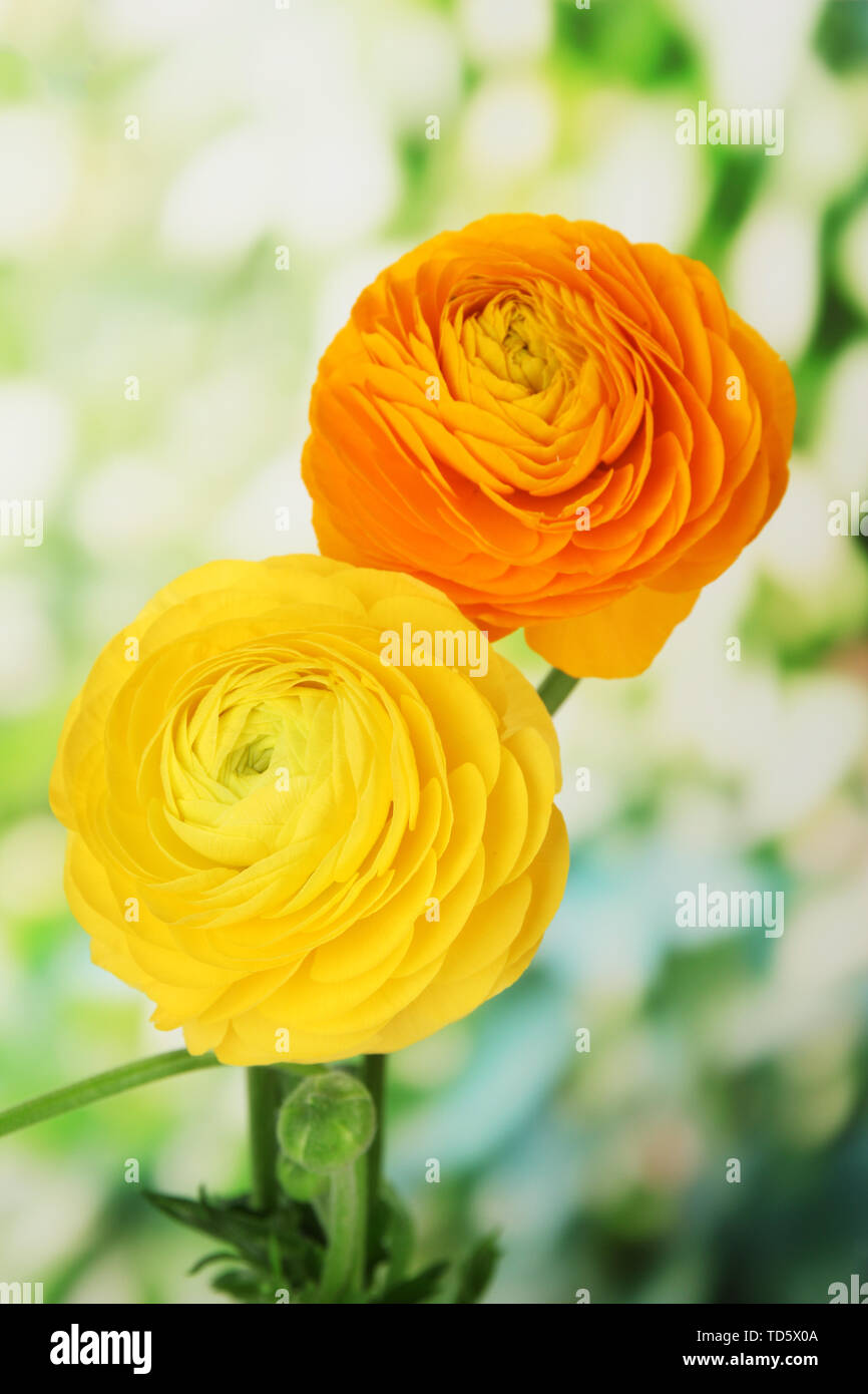 Ranunculus (persian buttercups), on green background Stock Photo - Alamy