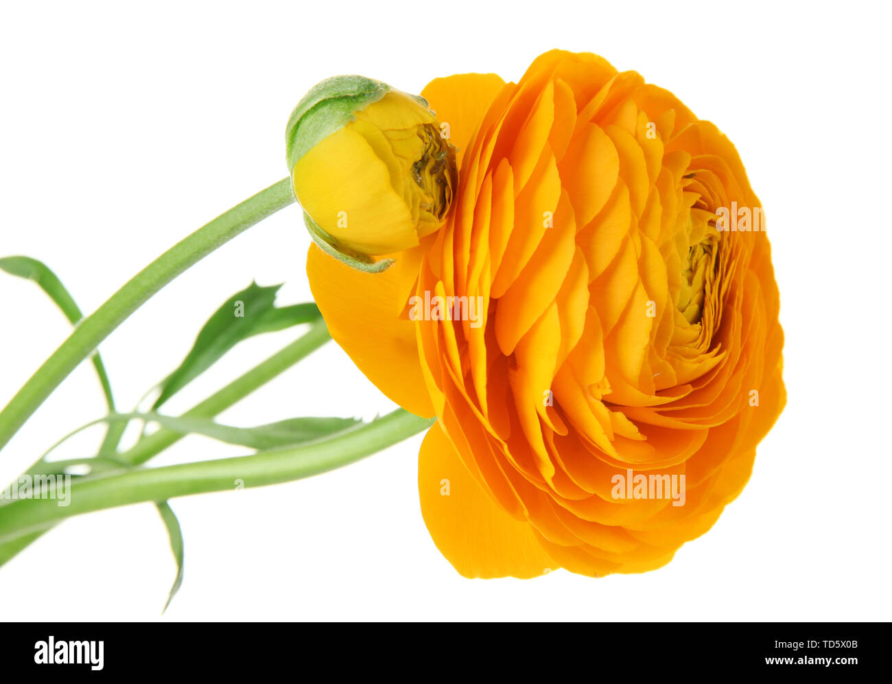 Ranunculus (persian buttercups), isolated on white Stock Photo - Alamy