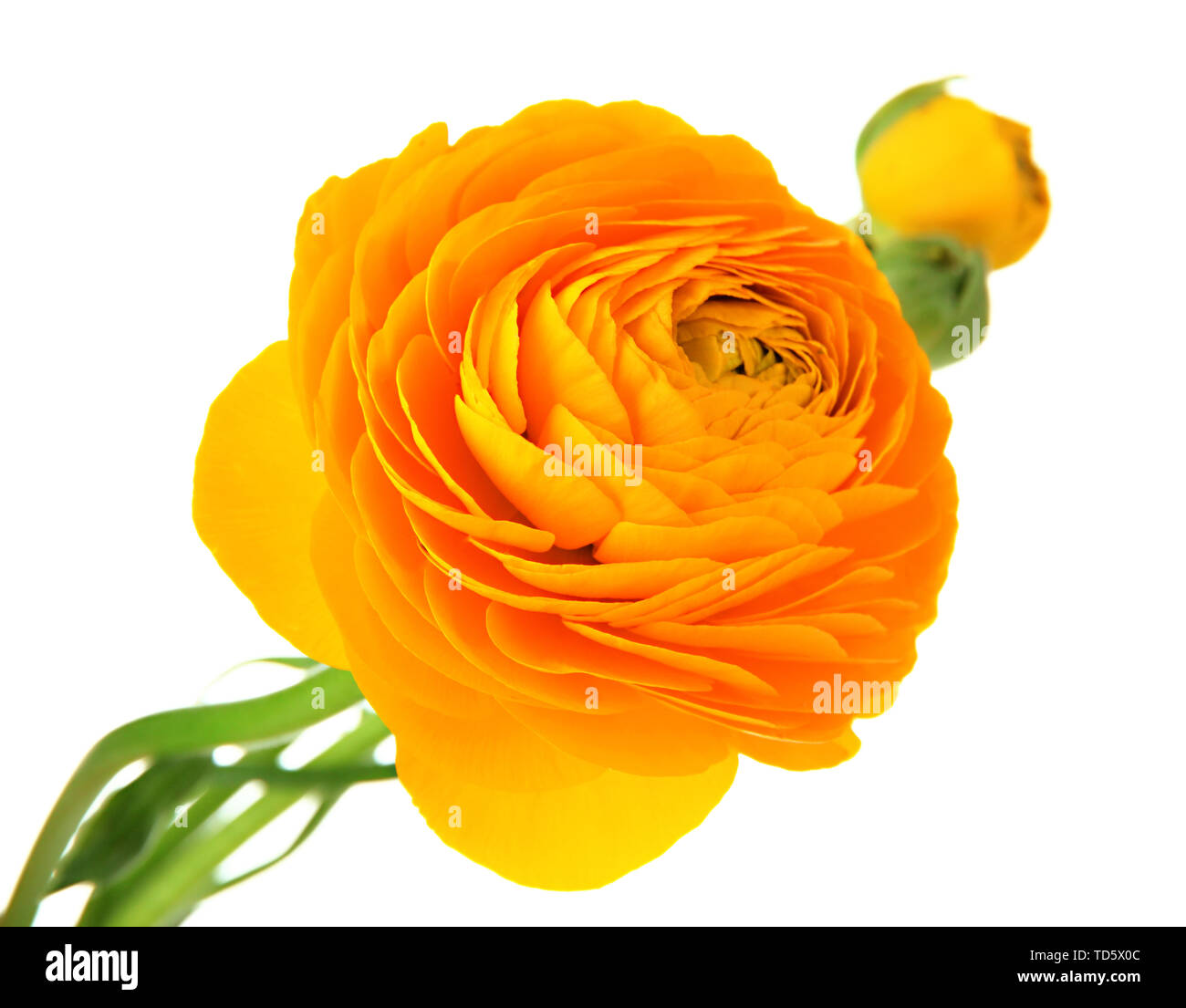 Ranunculus (persian buttercups), isolated on white Stock Photo - Alamy