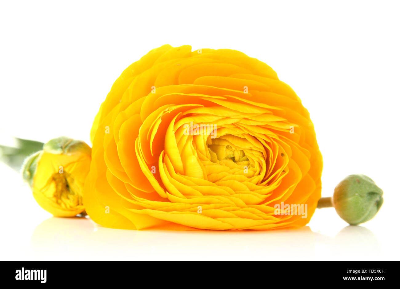 Ranunculus (persian buttercups), isolated on white Stock Photo - Alamy