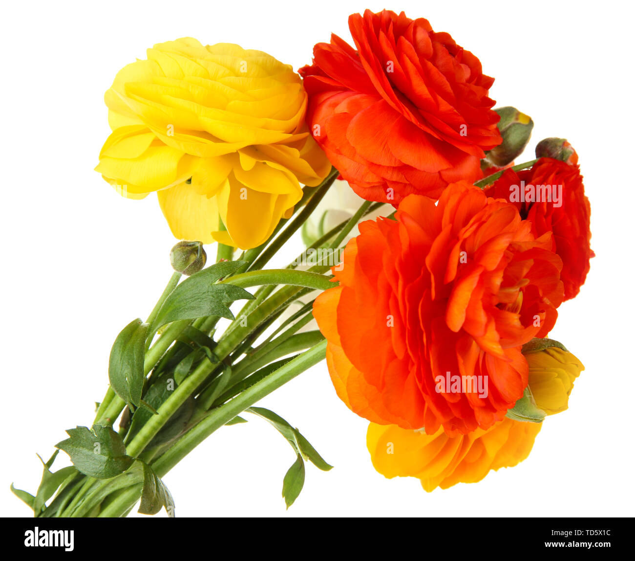 Ranunculus (persian buttercups), isolated on white Stock Photo - Alamy