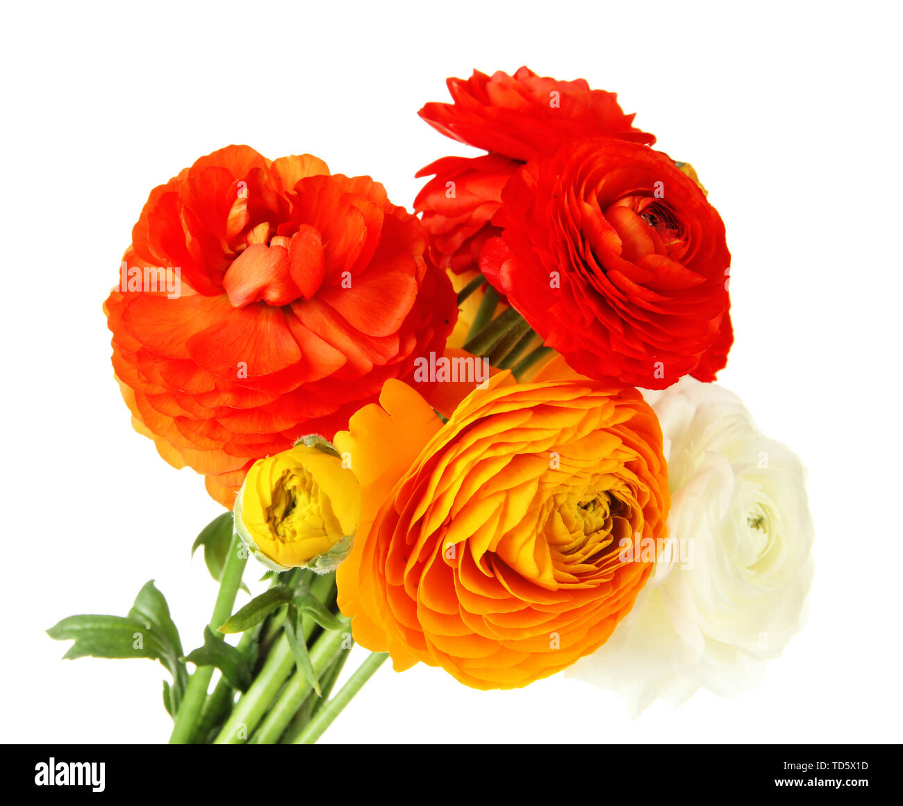 Ranunculus (persian buttercups), isolated on white Stock Photo - Alamy