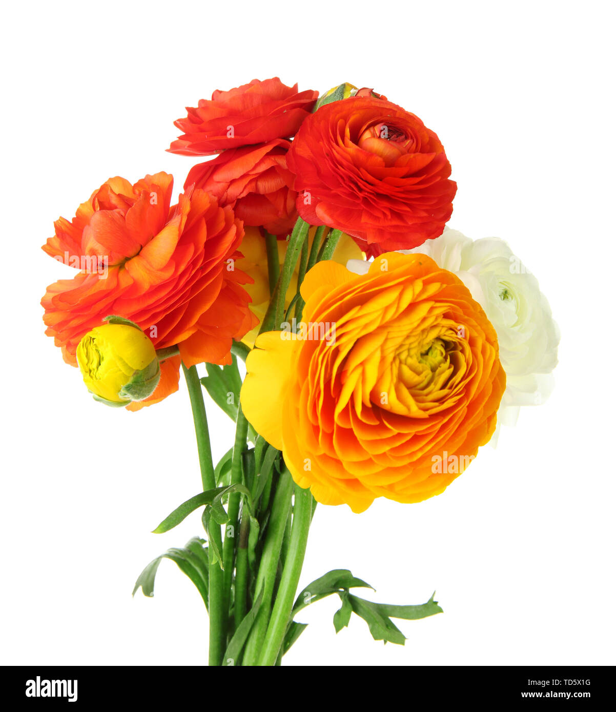 Ranunculus (persian buttercups), isolated on white Stock Photo - Alamy