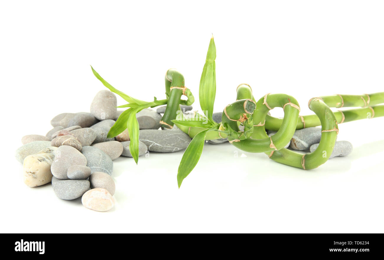 Still life with green bamboo plant and stones, isolated on white Stock ...