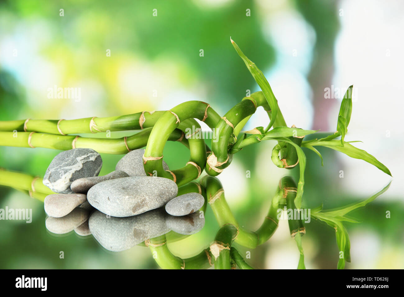 Still life with green bamboo plant and stones, on bright background ...