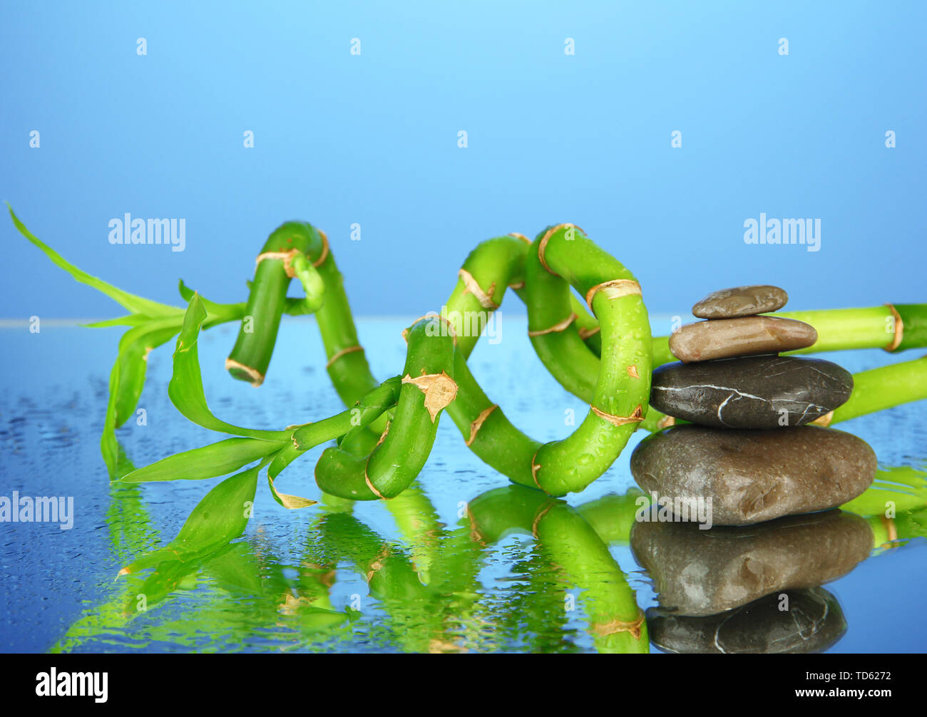 Still life with green bamboo plant and stones, on blue background Stock ...