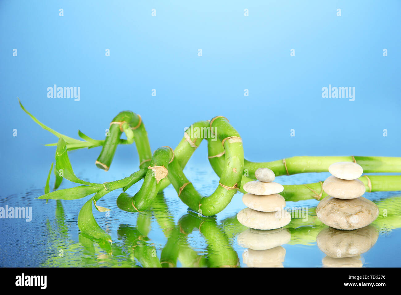 Still life with green bamboo plant and stones, on blue background Stock ...