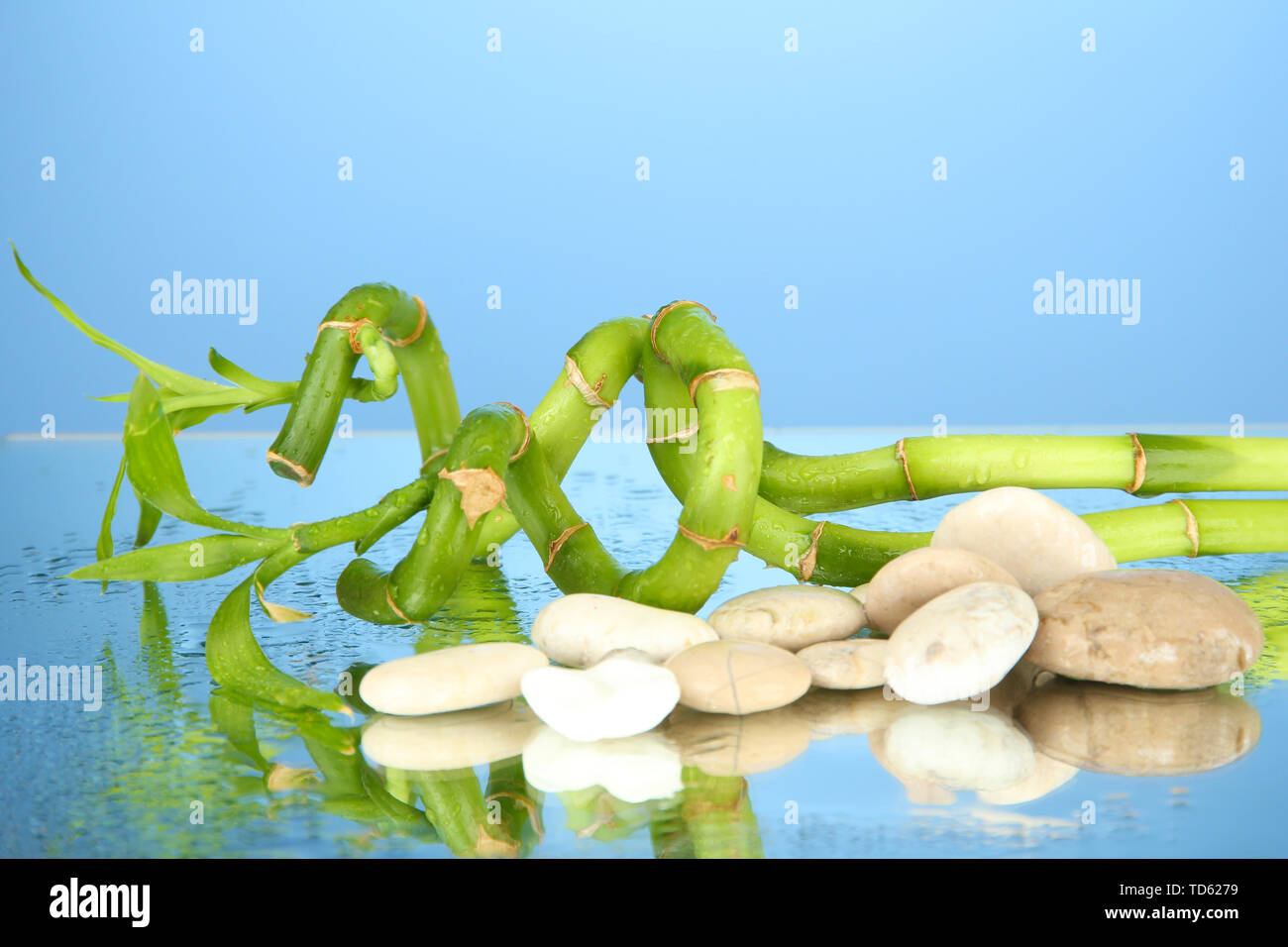 Still life with green bamboo plant and stones, on blue background Stock ...
