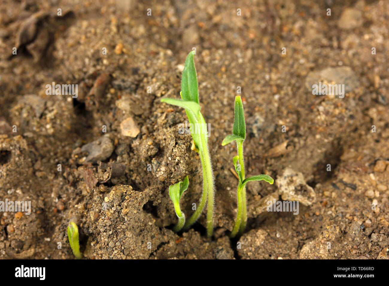 Green seedling growing from soil close-up Stock Photo - Alamy