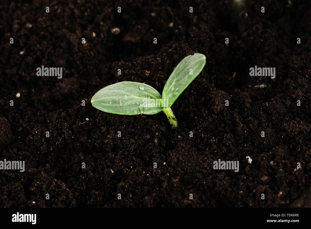 Green seedling growing from soil close-up Stock Photo - Alamy