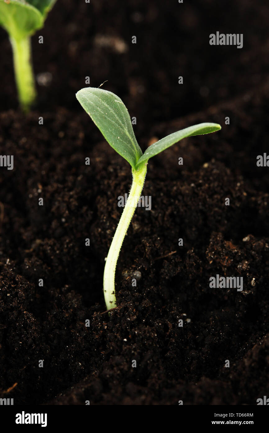 Green seedling growing from soil close-up Stock Photo - Alamy