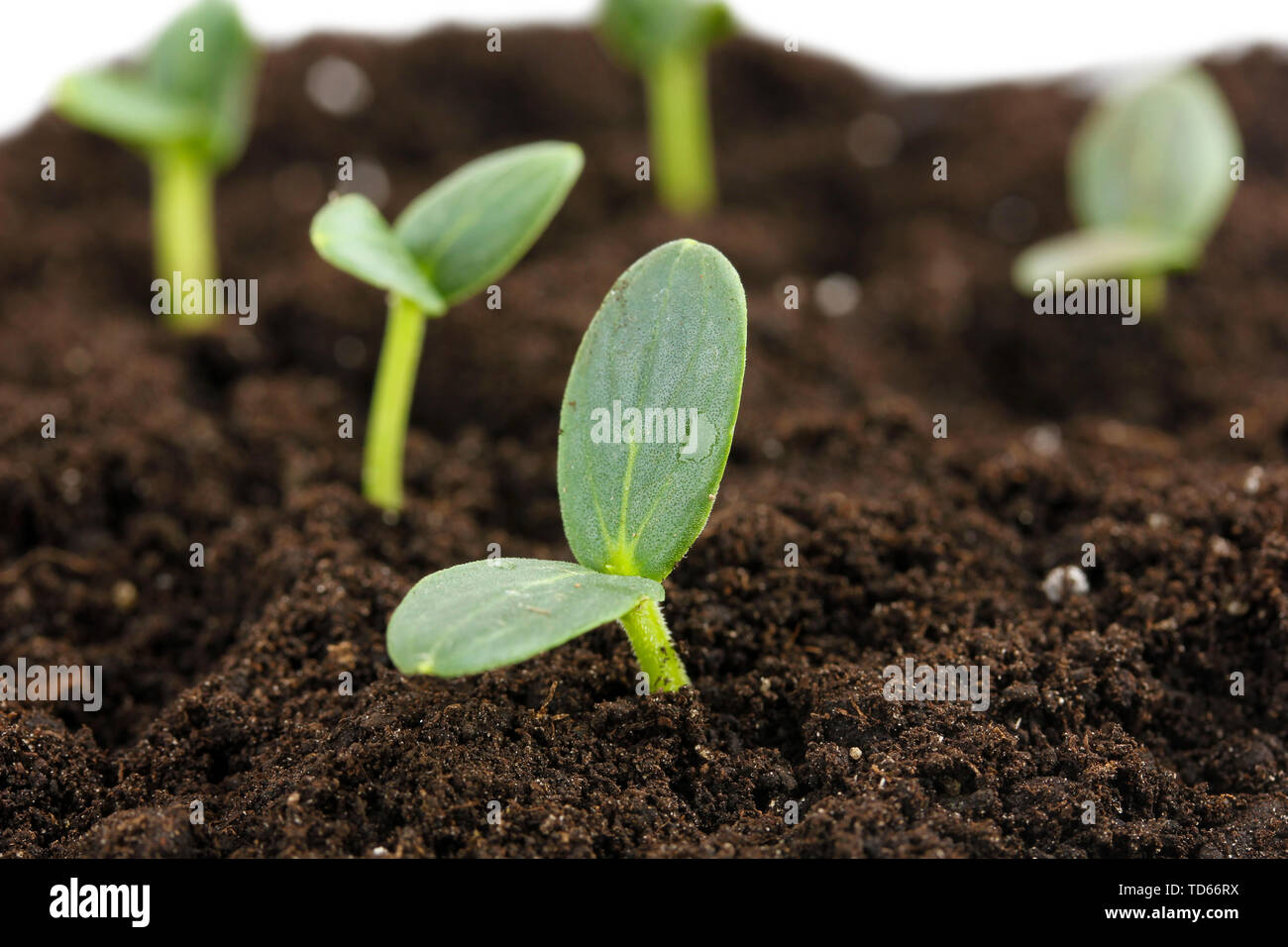 Green seedling growing from soil close-up Stock Photo - Alamy