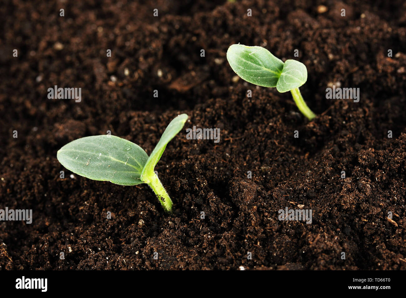 Green seedling growing from soil close-up Stock Photo - Alamy