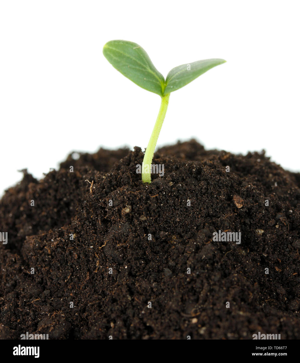 Green seedling growing from soil isolated on white Stock Photo - Alamy