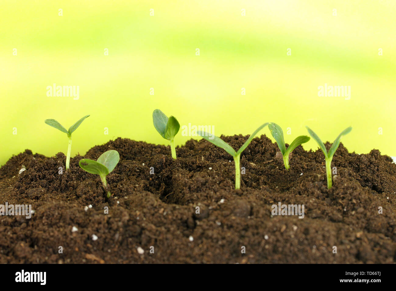 Green seedling growing from soil on bright background Stock Photo - Alamy