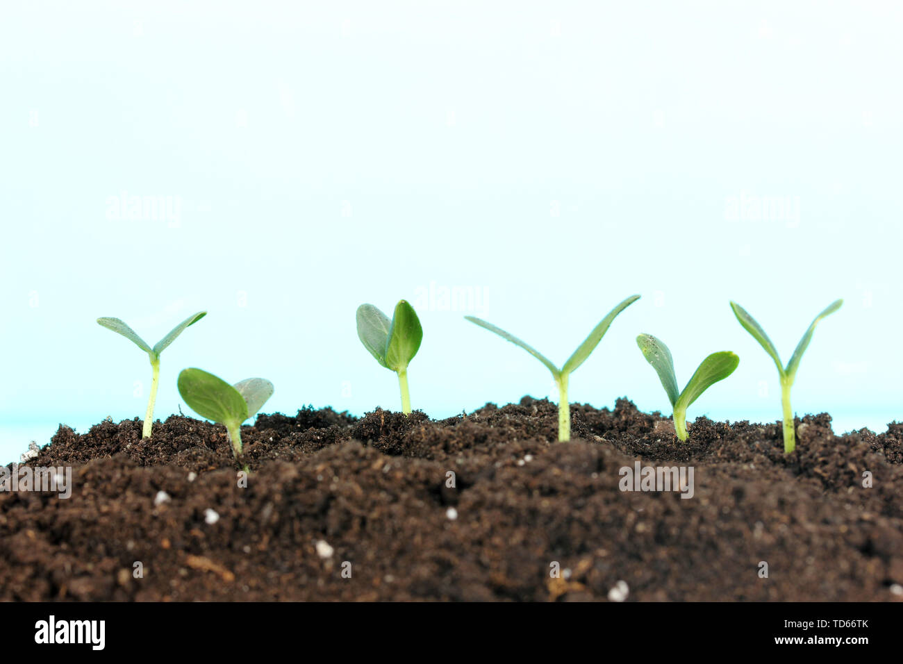 Green seedling growing from soil on bright background Stock Photo - Alamy