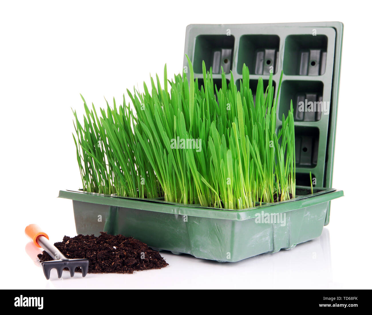 Seed box with seedling isolated on white Stock Photo - Alamy